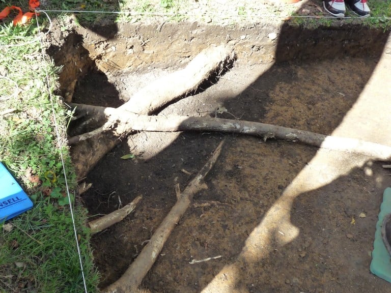 The dark soil in the upper left corner of the unit contains the dark ...